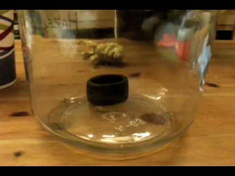 Art Clokey Was Born 90 Years Ago Today – Wow Cool