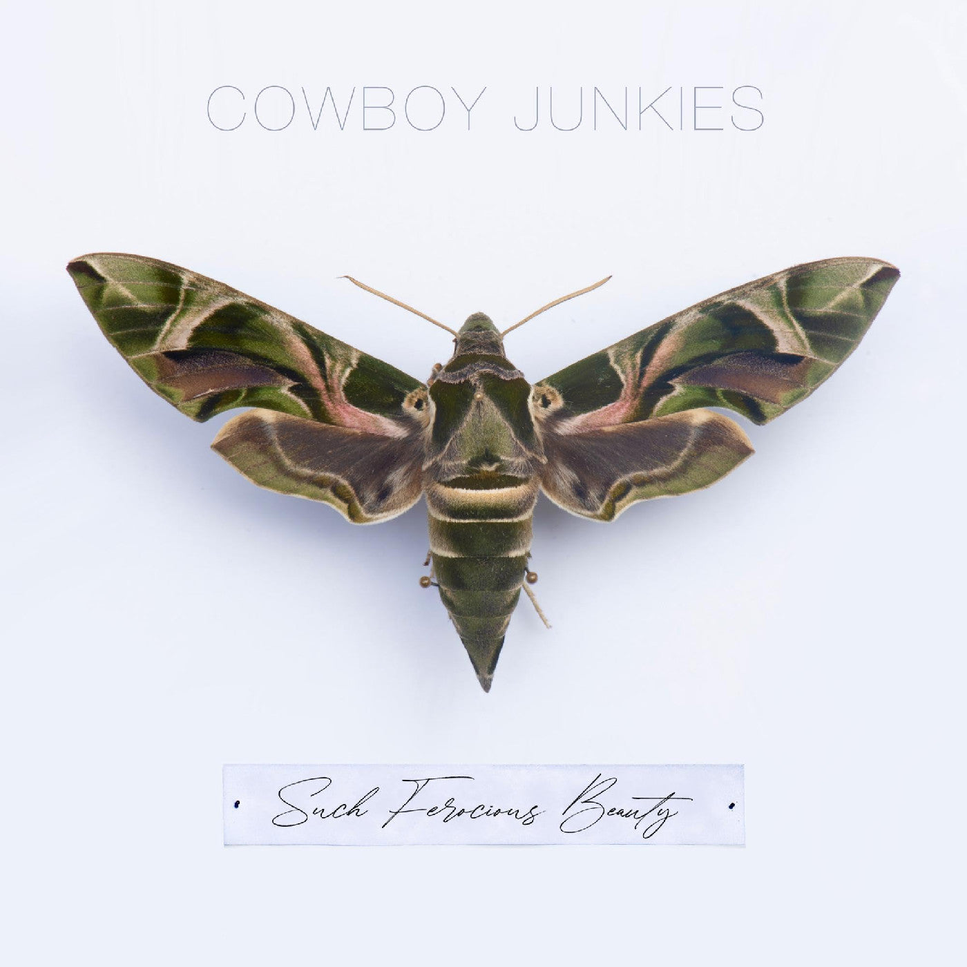 Such Ferocious Beauty (Green Translucent Vinyl) | Mint (M) Mint (M ...